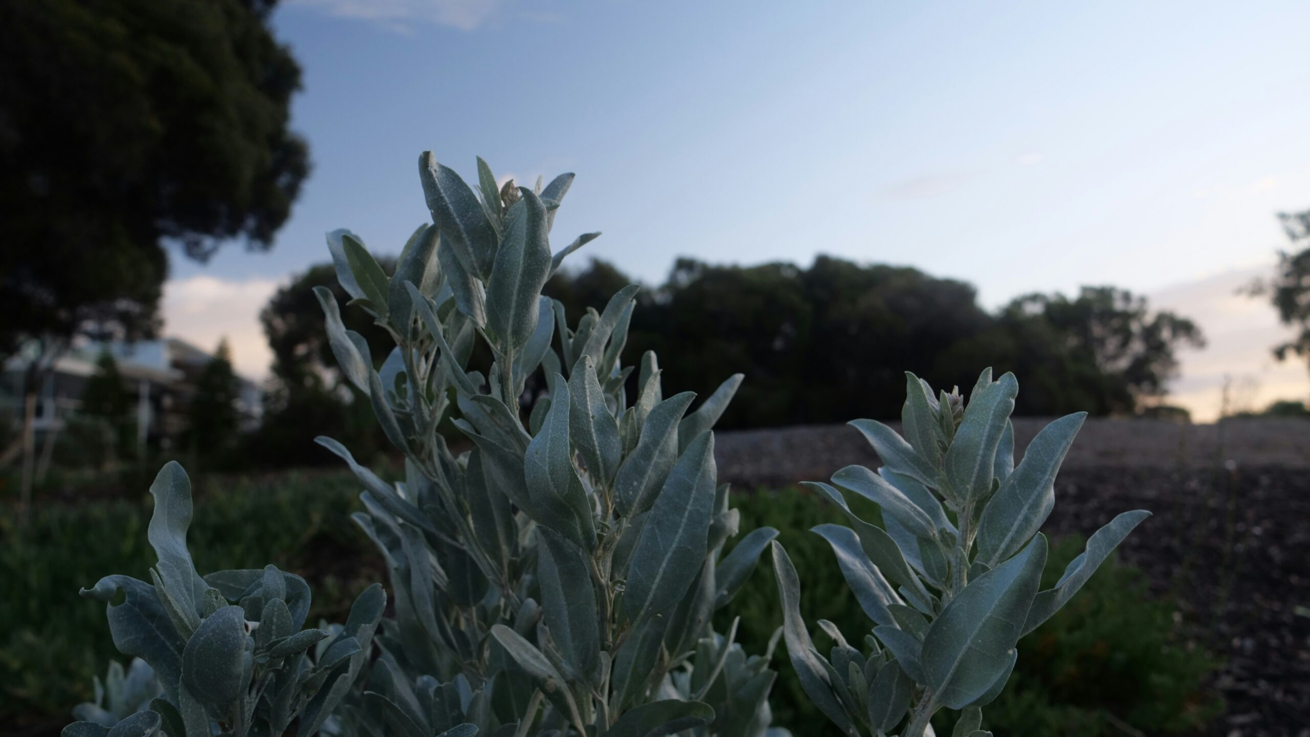 Native Food Plants in Australia: Commercial Guide | Grainshed