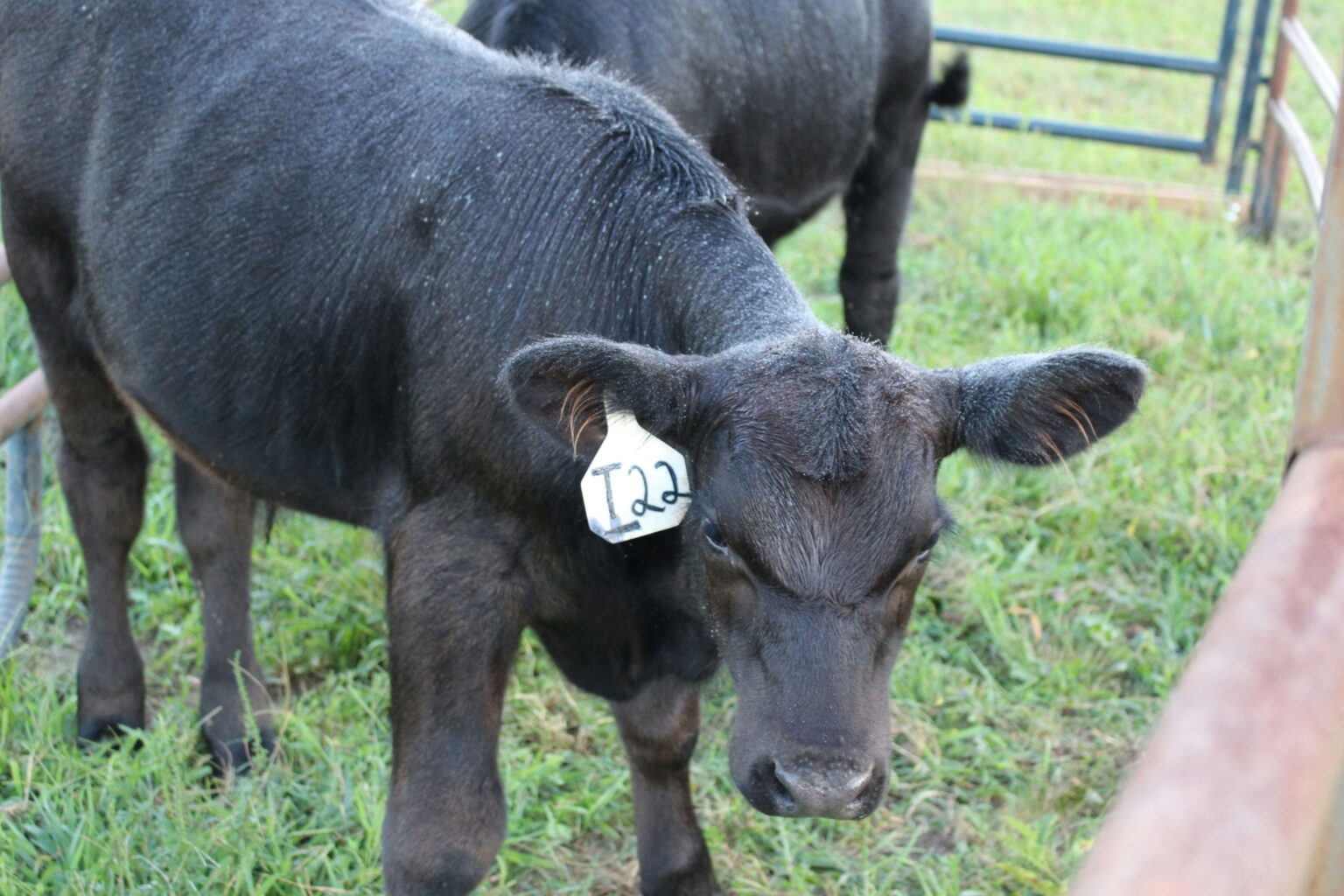 Cattle Ear Tag Infections: Prevention, Treatment & Signs Guide