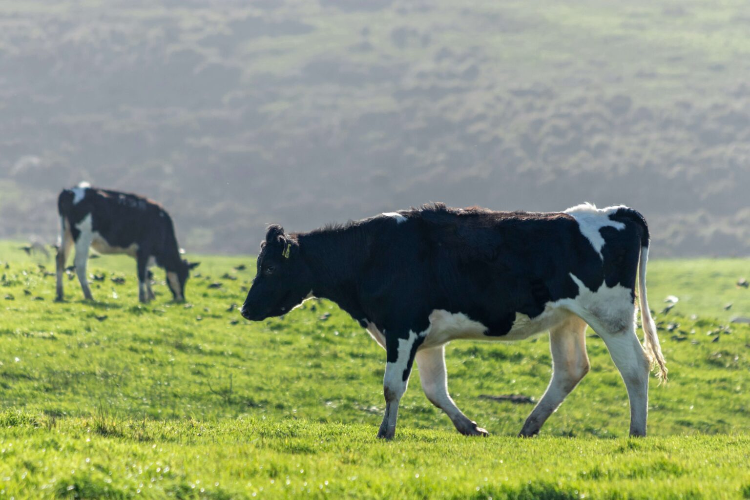 How Much Feed Does a Dairy Cow Need Daily? Full Aussie Guide