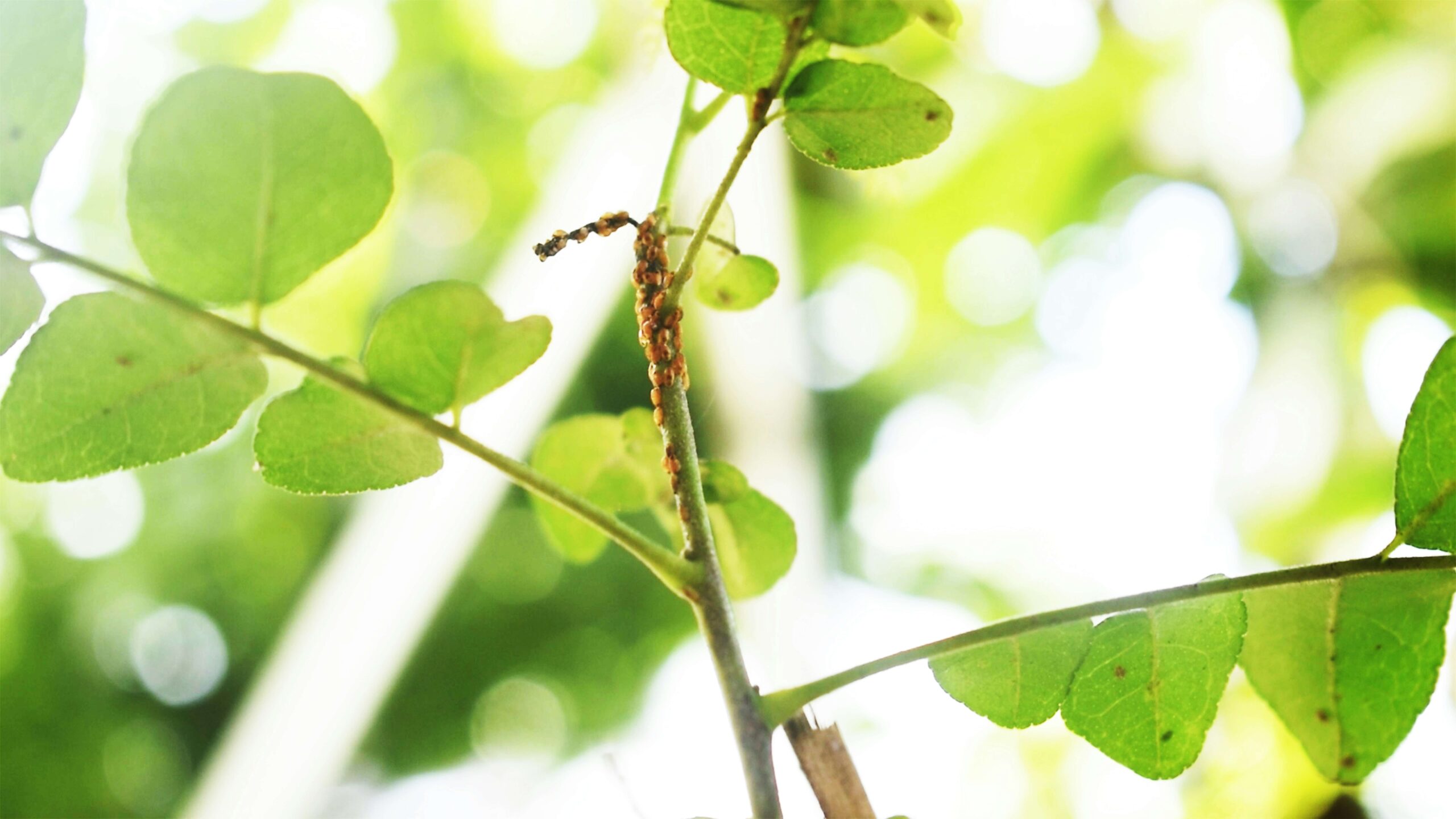 IPM Small Farms Australia: Integrated Pest Management Guide