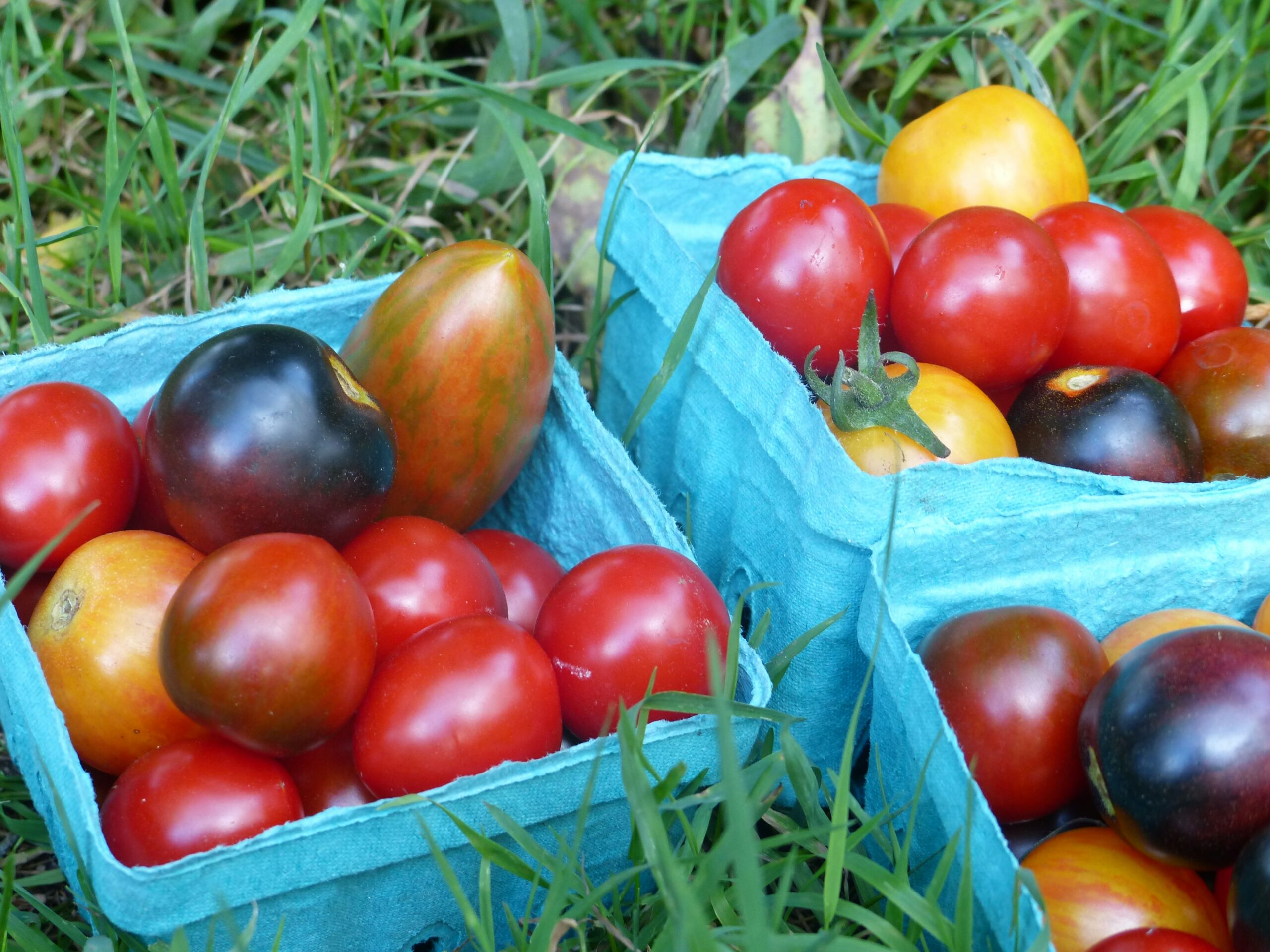 Starting a Market Garden Business Plan: Guide for Australia 2025