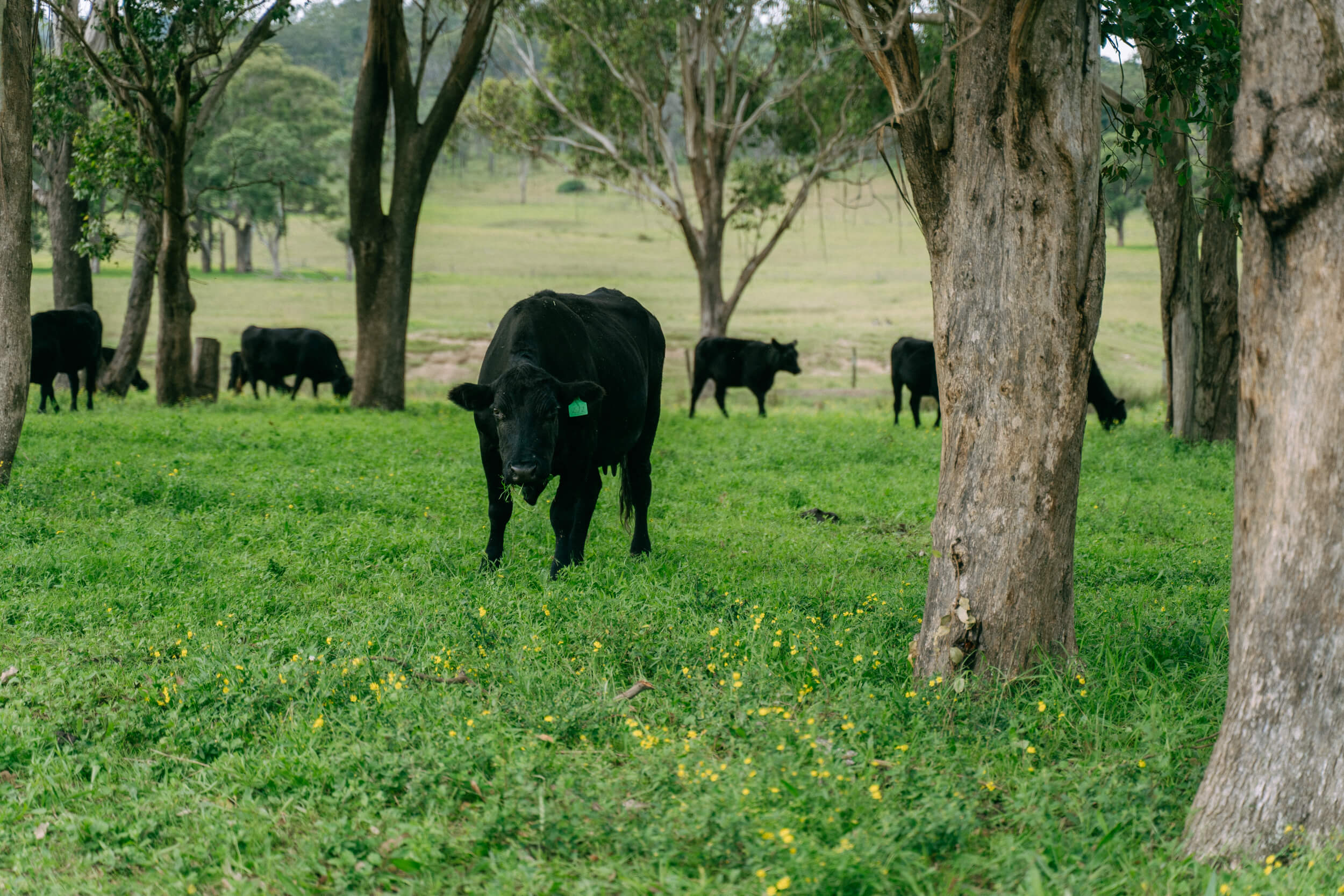 NLIS Ear Tags Australia 2025: Complete Guide | Grainshed