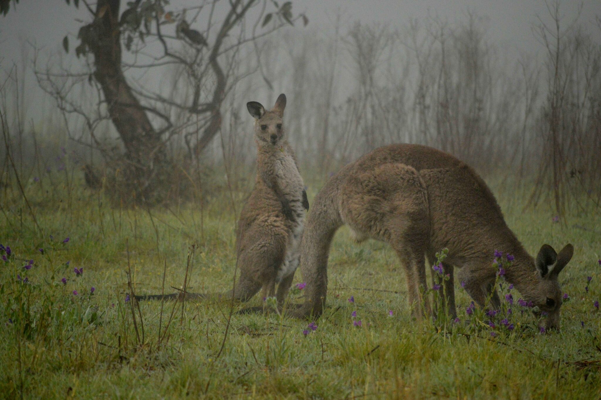 Buying Land & Farms in Central Tablelands NSW: Regional Guide
