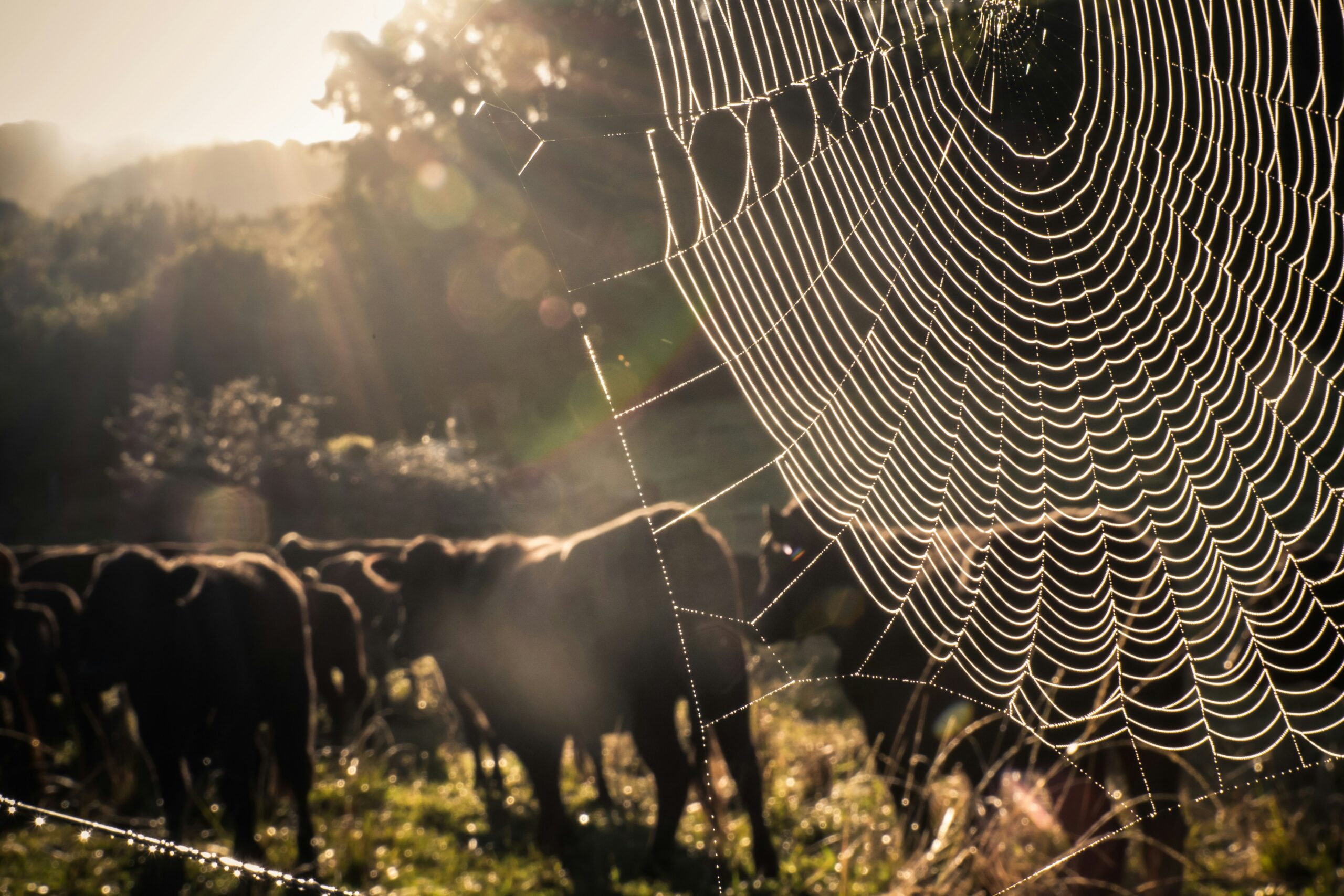 Northern Rivers NSW Farm & Land Buying Guide | Grainshed