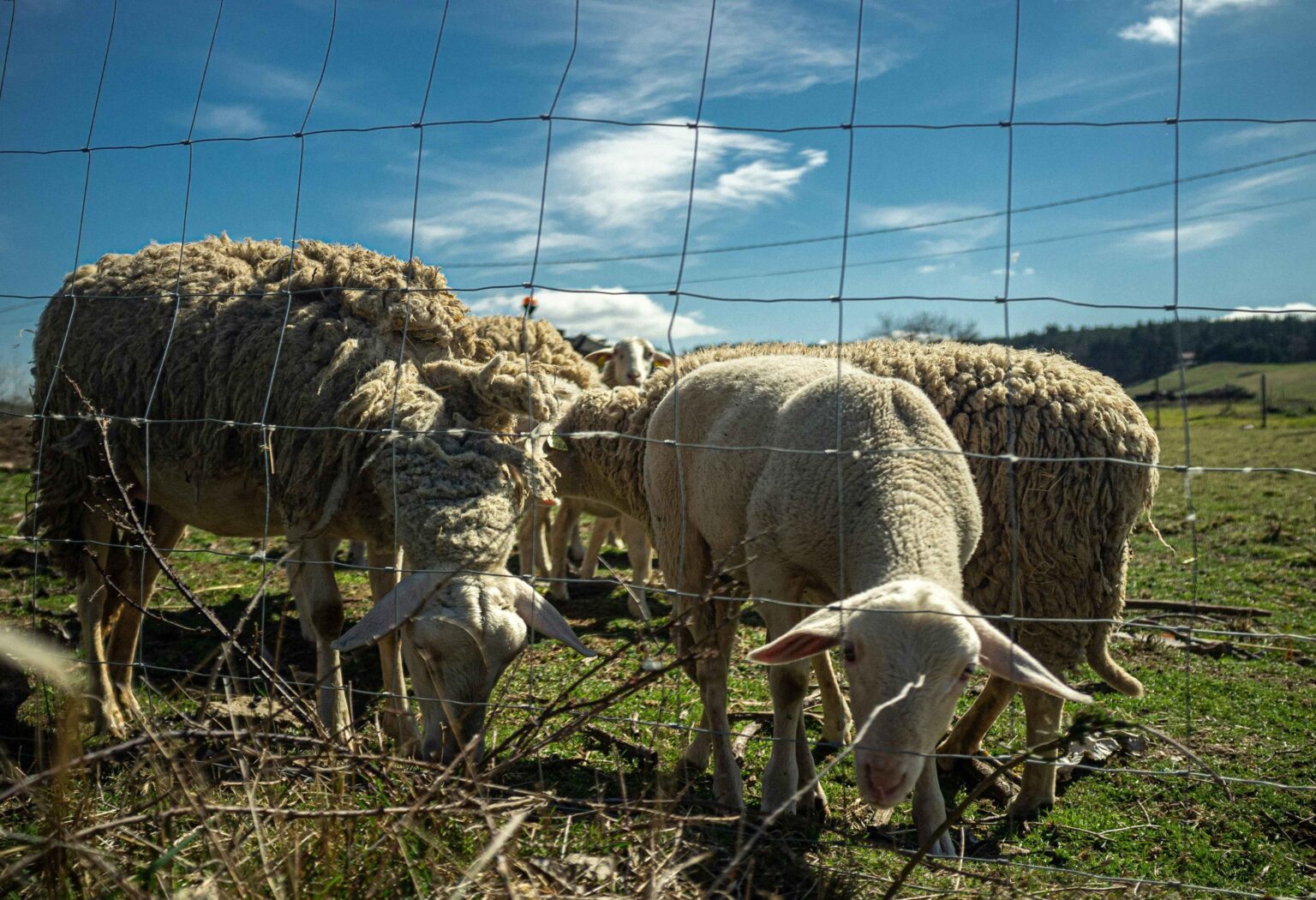 Best Sheep Fencing Options in Australia | Costs & Setups