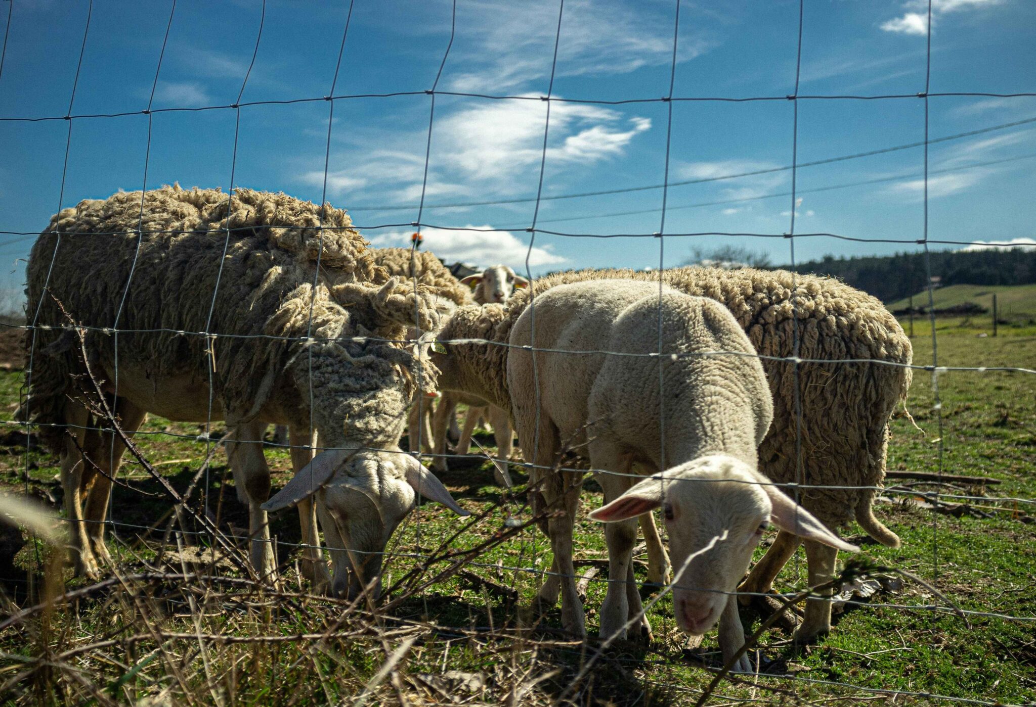 Best Sheep Fencing Options in Australia | Costs & Setups