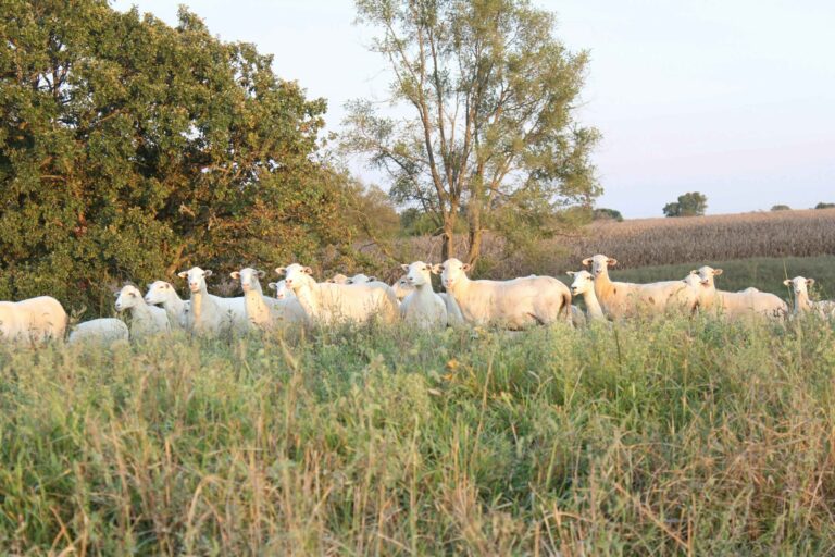 Expanding from 10 Sheep | Profitable Sheep Farming in Australia