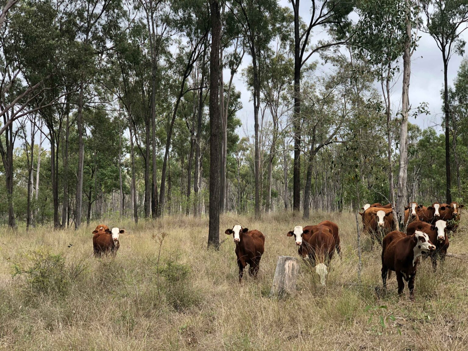 Startup Costs for Sheep Farming vs Cattle Farming in Australia: Which ...