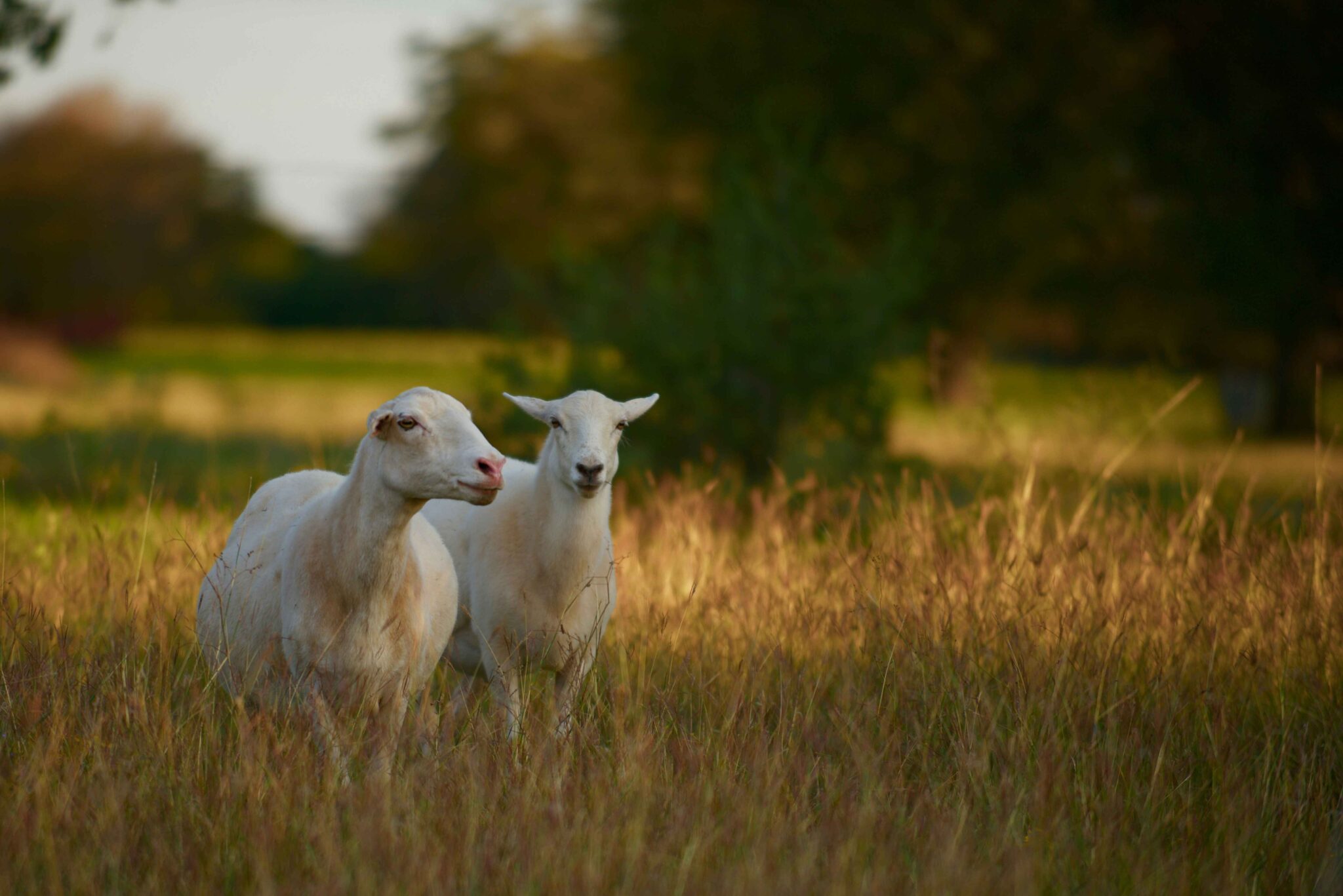 Breeding Dorper Sheep in Australia | Guide for Small Farms