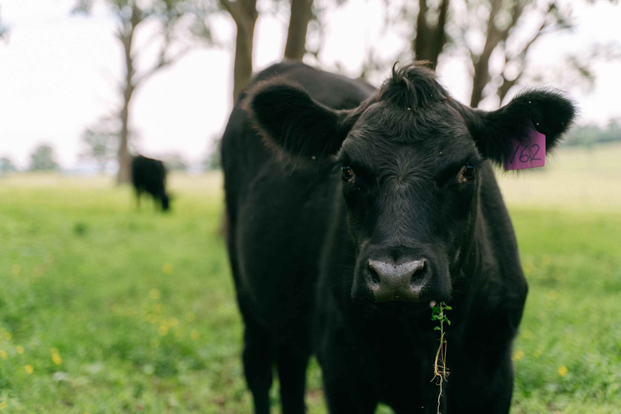 Farm Insurance in Australia: Small Farm Guide to Policies & Costs
