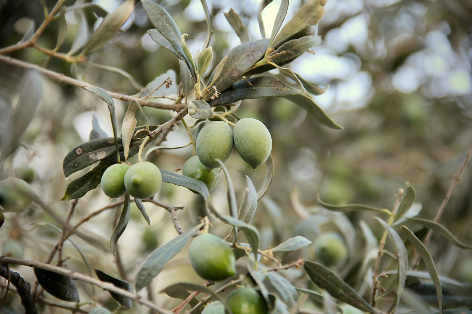Farming Olive Trees Australia: How to Grow, Care & Profit