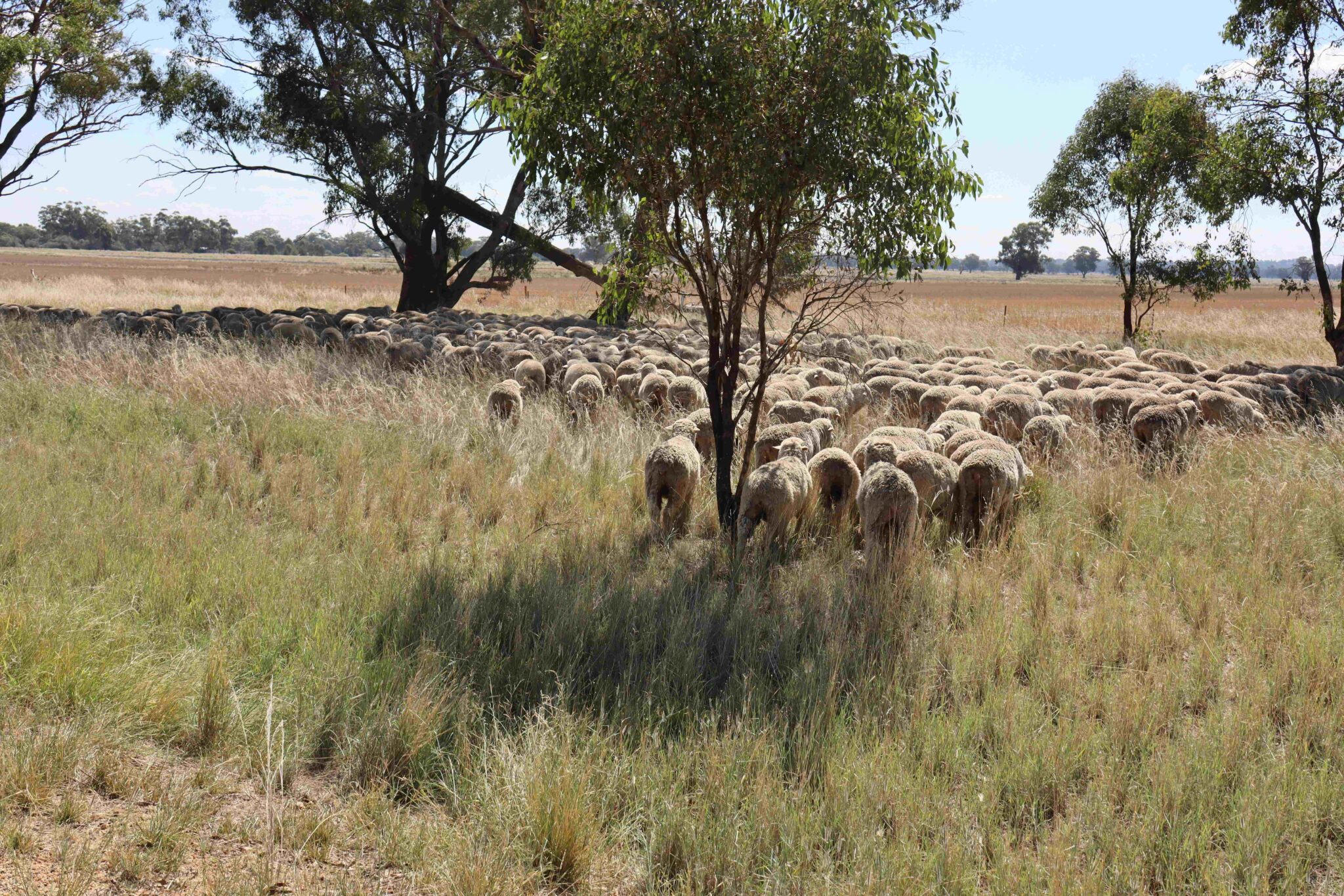 Keeping Sheep Cool in Hot Weather: Summer Care Guide Australia