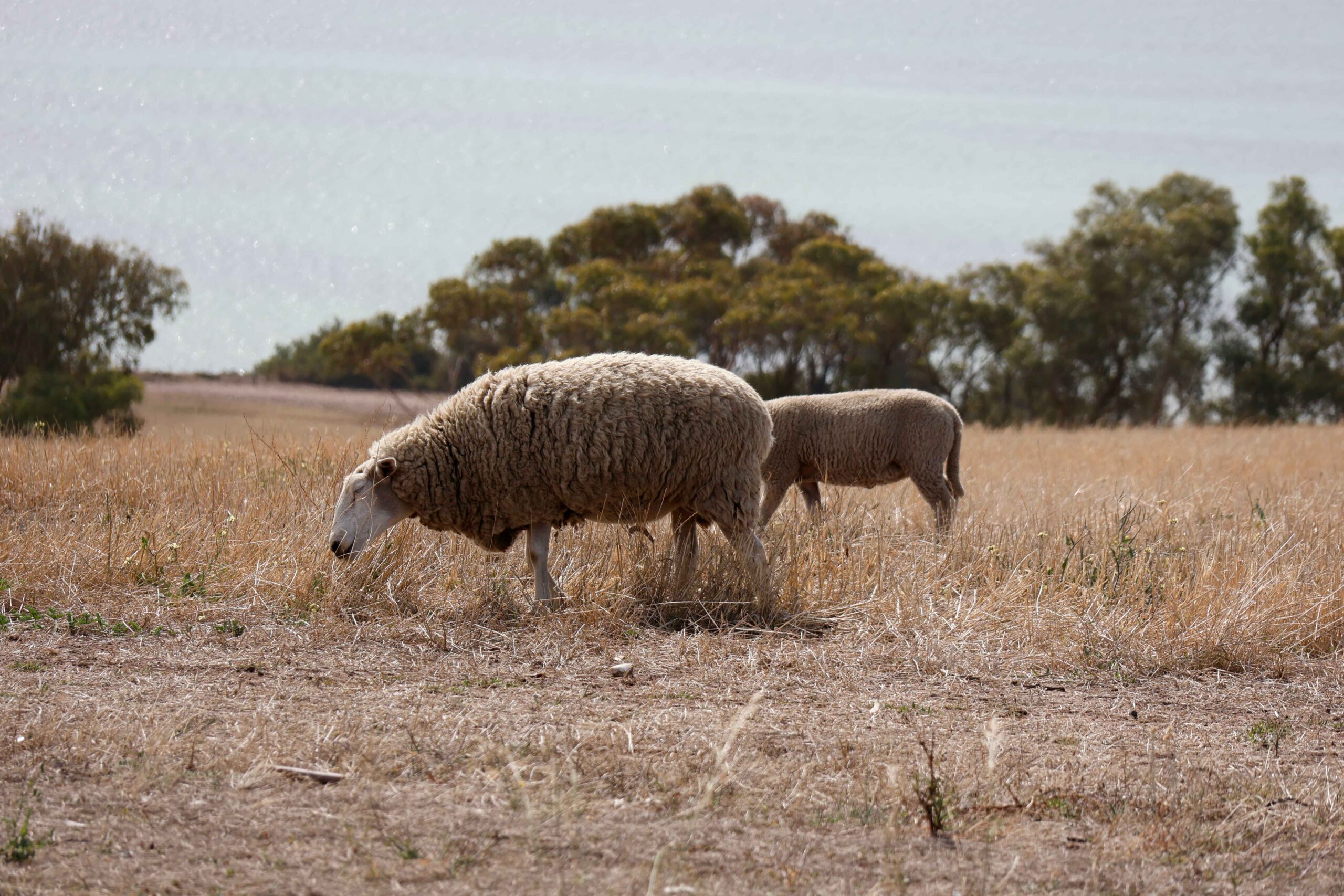 Sheep Shelters Australia: Design, Materials & Welfare | Grainshed