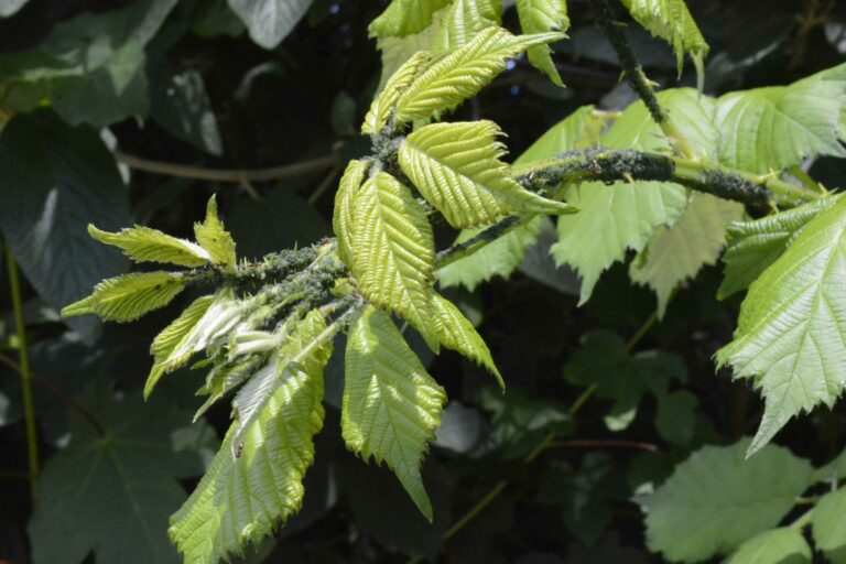 Summer Pest Control for Your Herb Garden | Grainshed