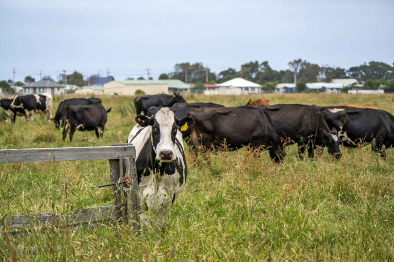 How to Buy Cattle in Australia | Beginner’s Guide for Small Farms