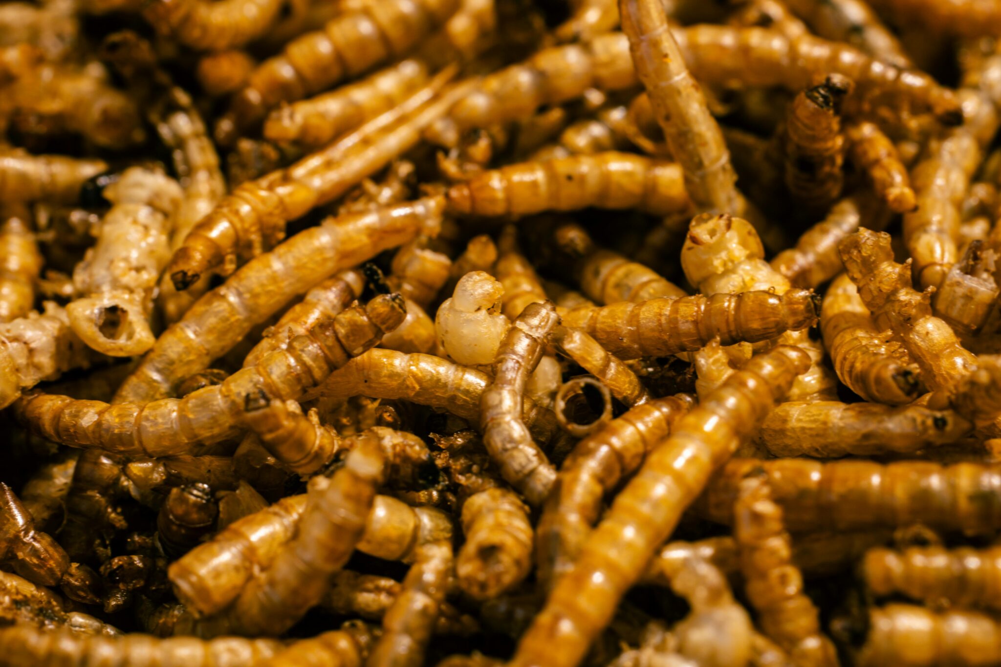 Insect Farming Australia: Guide to Crickets, Mealworms & BSF