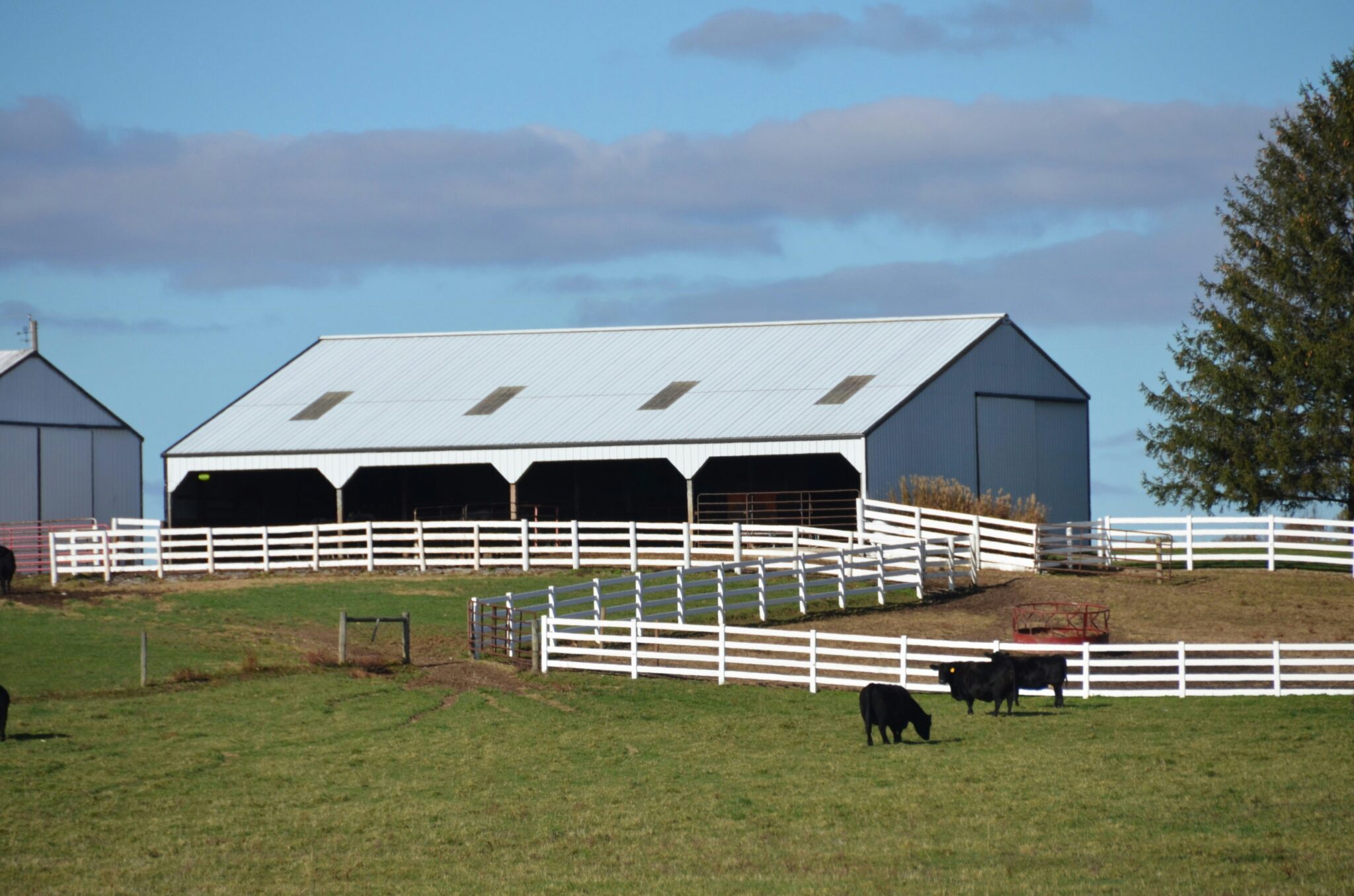 How to Choose the Right Livestock Shed for Your Herd | Grainshed