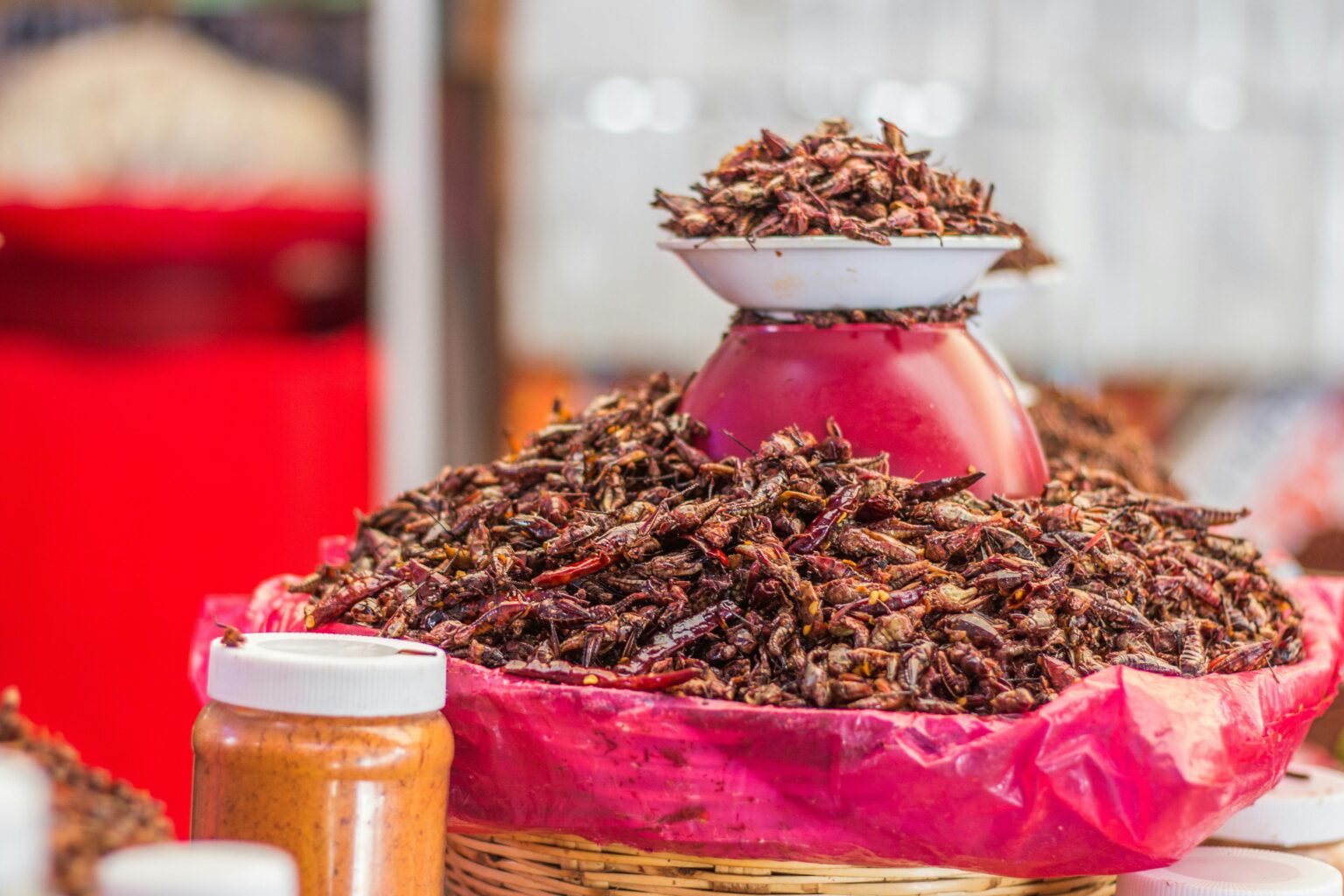 Insect Farming Australia: Guide to Crickets, Mealworms & BSF