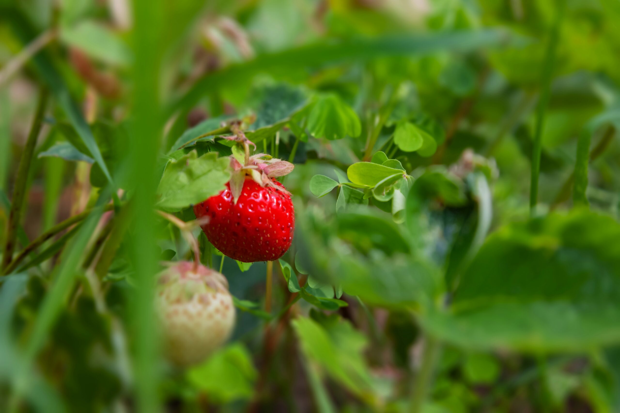 Berry Farming Comparison: Which Berry Is Most Profitable?