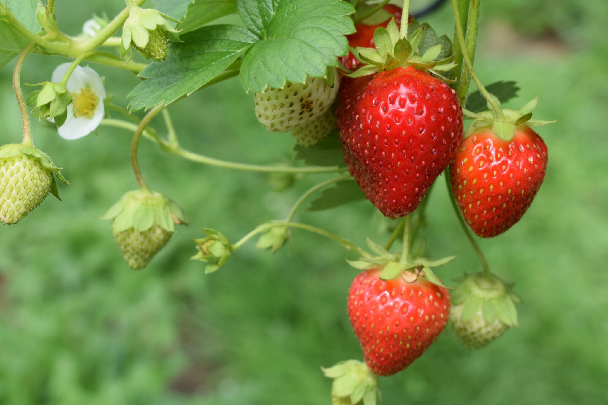 Berry Farming Comparison: Which Berry Is Most Profitable?