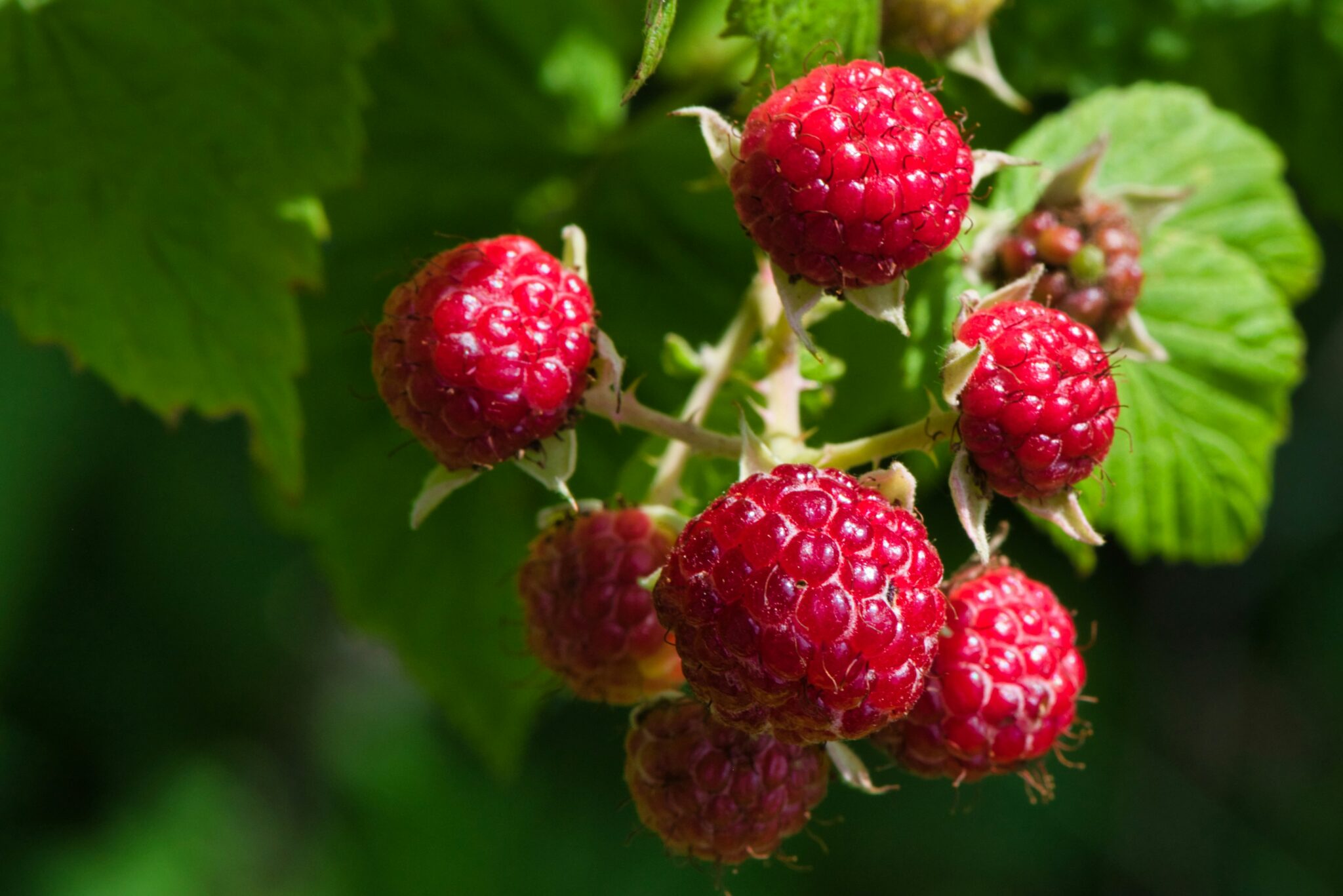 Berry Farming Comparison: Which Berry Is Most Profitable?