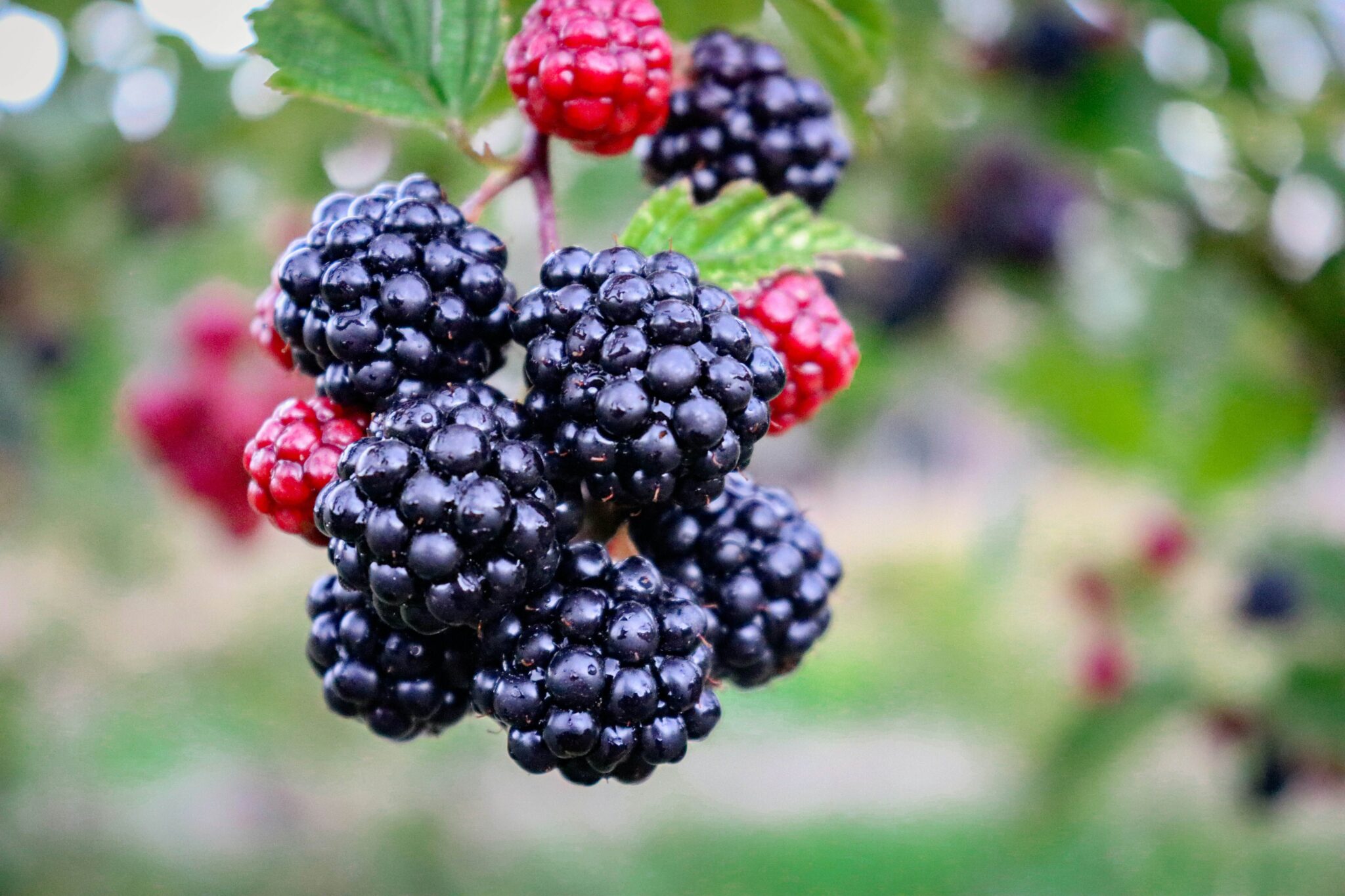 Berry Farming Comparison: Which Berry Is Most Profitable?