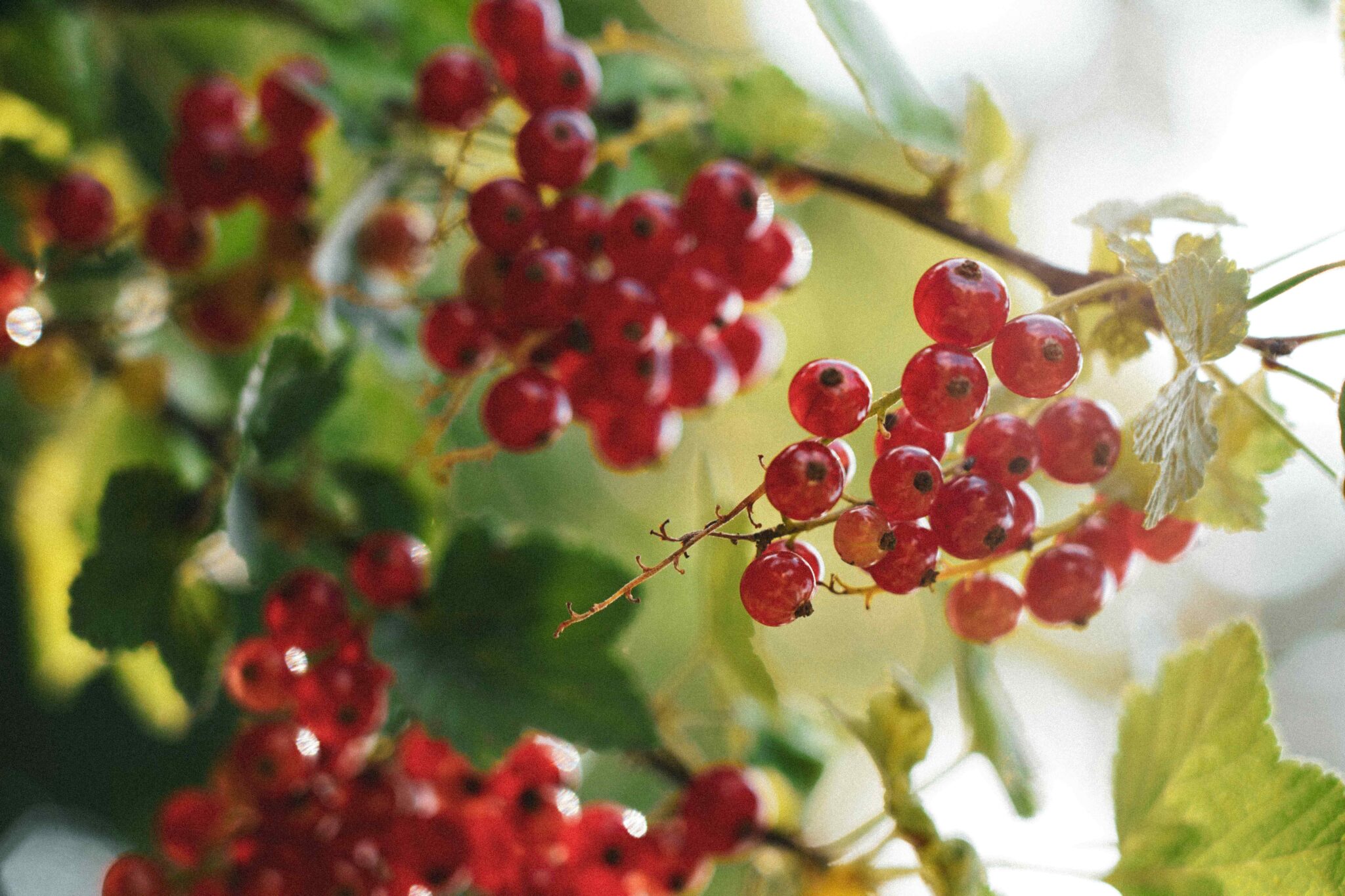 Berry Farming Comparison: Which Berry Is Most Profitable?