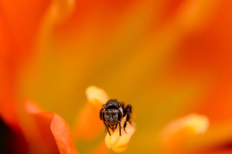 Native Australian Bees: Keeping Stingless Bees at Home