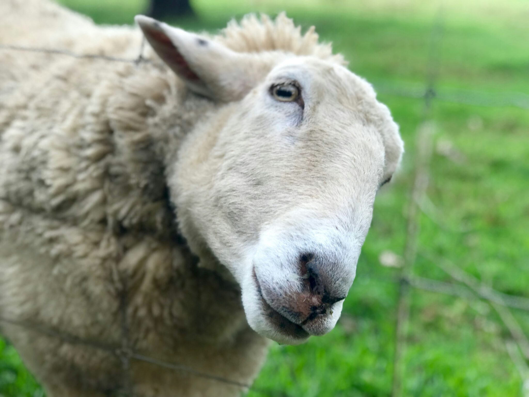 Sheep vs Goats for Small Farms | Costs, Profit, Fencing Compared